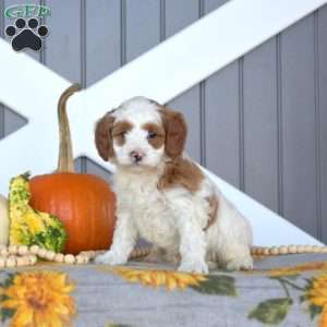 Cavapoo Puppies For Sale - Greenfield Puppies