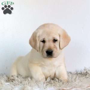 Yellow Labrador Retriever Puppies For Sale - Greenfield Puppies