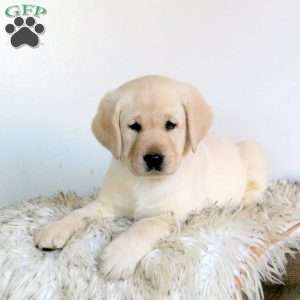 Yellow Labrador Retriever Puppies For Sale - Greenfield Puppies