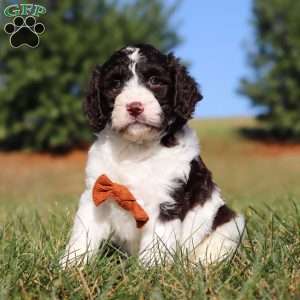 Springerdoodle Puppies for Sale | Greenfield Puppies
