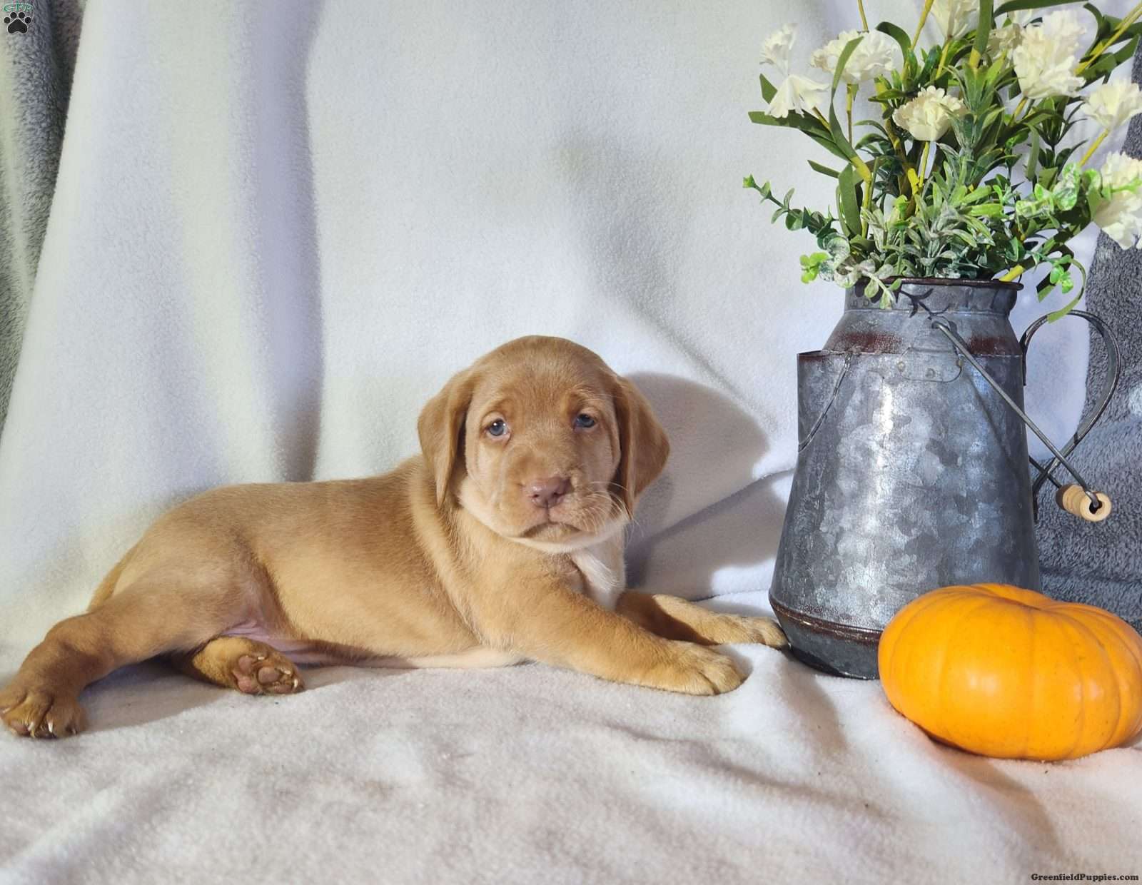Foxy - Fox Red Labrador Retriever Puppy For Sale in Pennsylvania