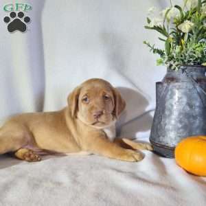 Fox Red Labrador Retriever Puppies for Sale - Greenfield Puppies