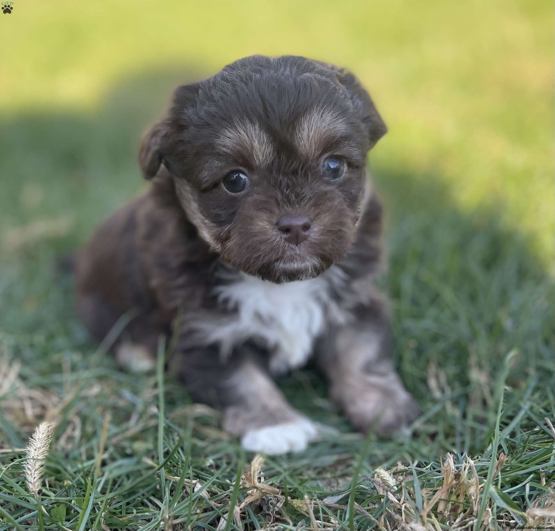 Trixie - Peekapoo Puppy For Sale in Ohio