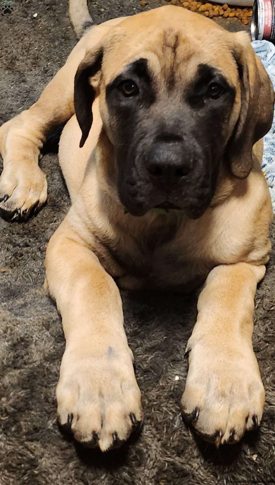 Miracle (Mira) - English Mastiff Mix Puppy For Sale in North Carolina