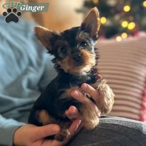 Yorkshire Terrier Puppies for Sale - Greenfield Puppies