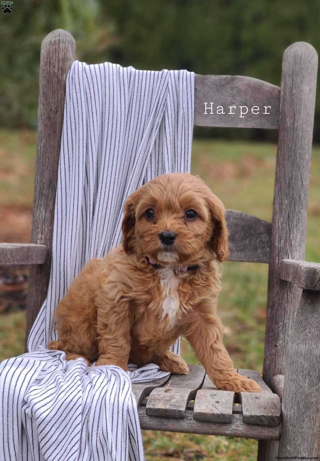 Harper - Cavapoo Puppy For Sale in Pennsylvania