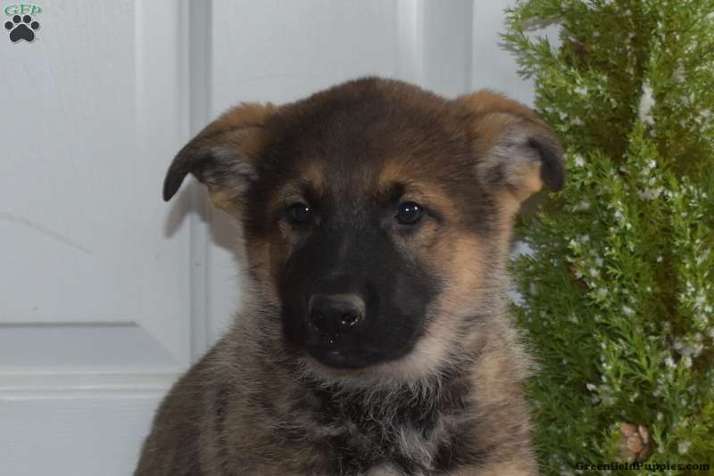 Angel - German Shepherd Puppy For Sale in Pennsylvania