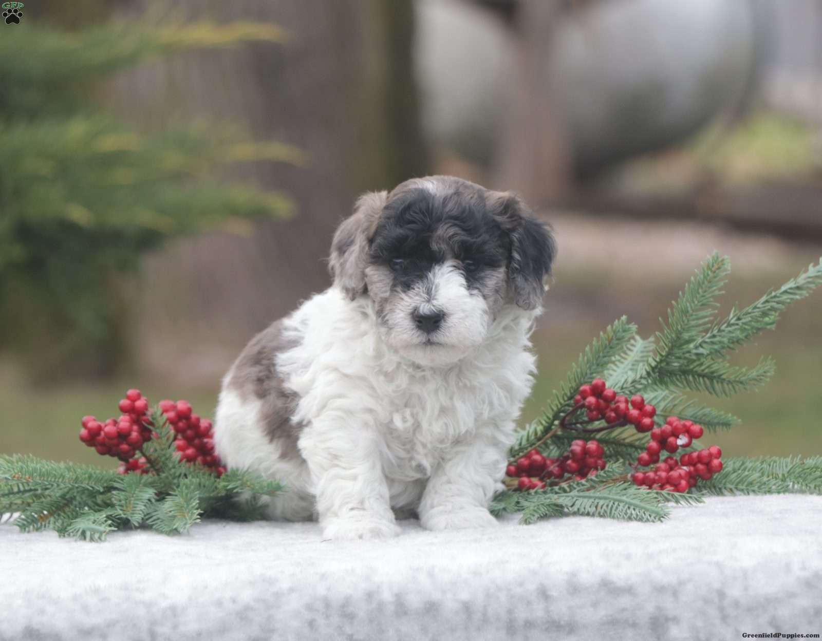 Bandit - Bich-Poo Puppy For Sale in Pennsylvania