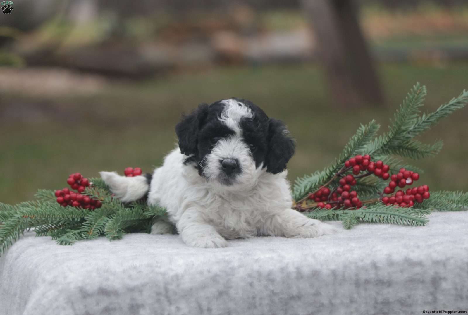 Bobby - Bich-Poo Puppy For Sale in Pennsylvania