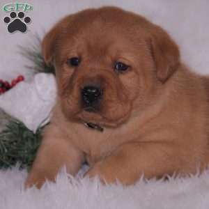 Fox Red Labrador Retriever Puppies for Sale - Greenfield Puppies