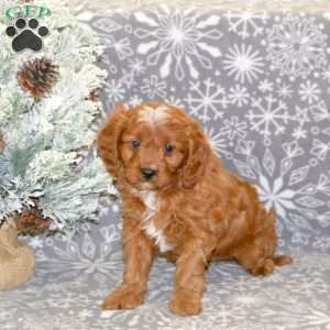 New Arrivals | See New Puppies | Greenfield Puppies