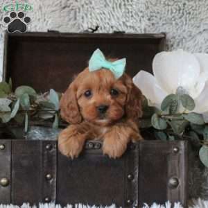 New Arrivals | See New Puppies | Greenfield Puppies