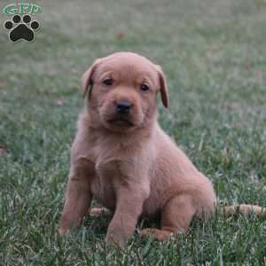 Fox Red Labrador Retriever Puppies for Sale - Greenfield Puppies