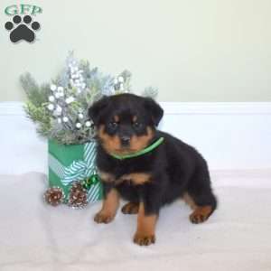 Rottweiler Puppies For Sale - Greenfield Puppies