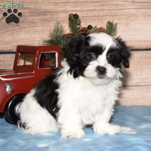 Havanese Puppies For Sale - Greenfield Puppies