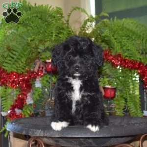 Papi-Poo Puppies for Sale | Greenfield Puppies
