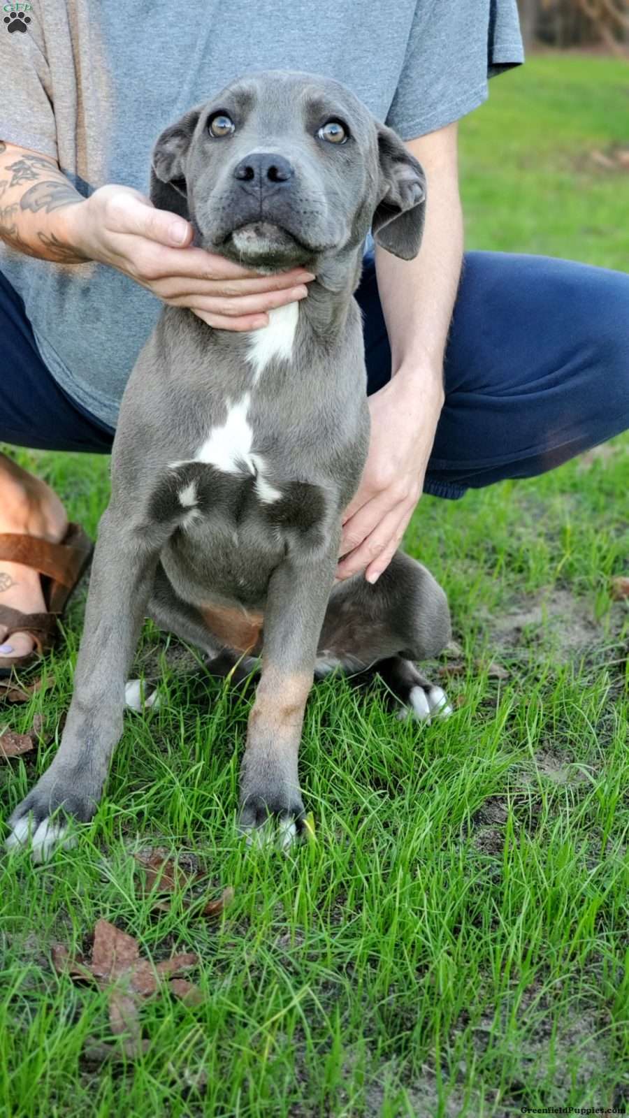 Darla - Cane Corso Mix Puppy For Sale in South Carolina