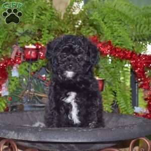 Papi-Poo Puppies for Sale | Greenfield Puppies