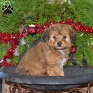 Papi-Poo Puppies for Sale | Greenfield Puppies