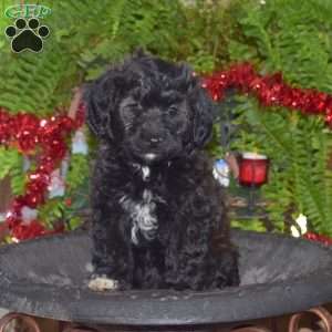 Papi-Poo Puppies for Sale | Greenfield Puppies