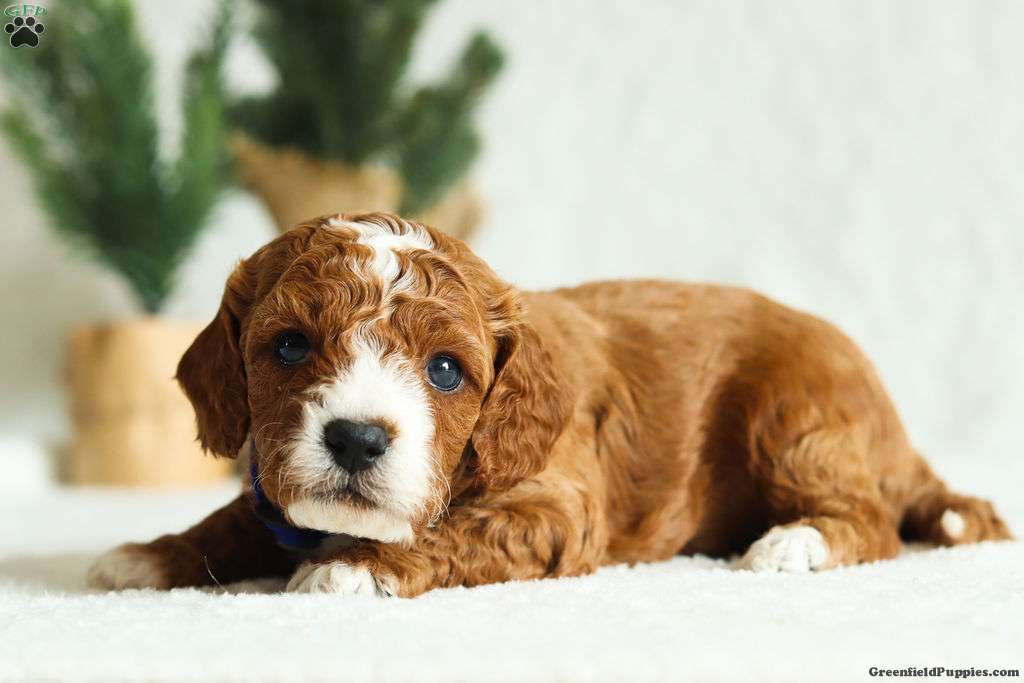Duke F1B - Cavapoo Puppy For Sale in Pennsylvania