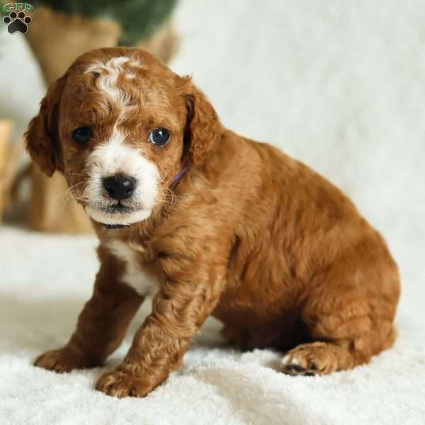 Dylan F1B - Cavapoo Puppy For Sale in Pennsylvania