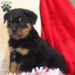 Rottweiler Puppies For Sale - Greenfield Puppies