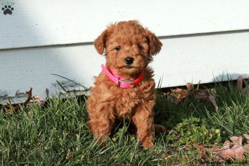 Elsa - Miniature Poodle Puppy For Sale in Pennsylvania