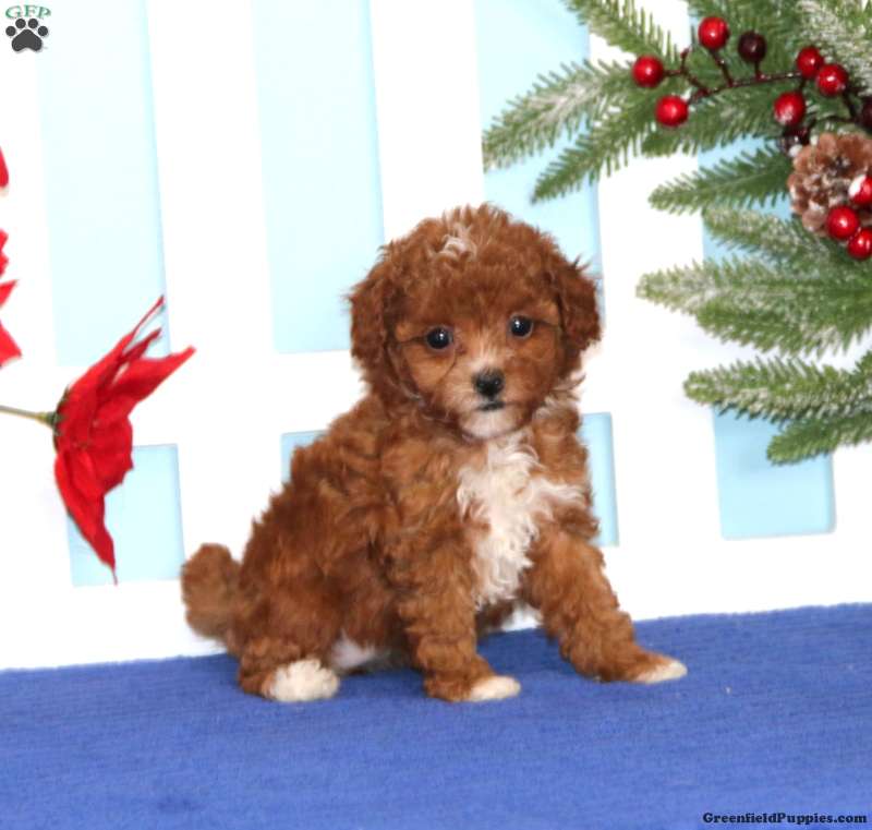 Elsa - Toy Poodle Puppy For Sale in Pennsylvania