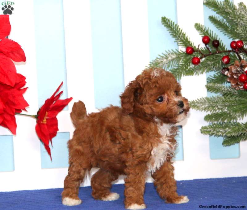 Elsa - Toy Poodle Puppy For Sale in Pennsylvania