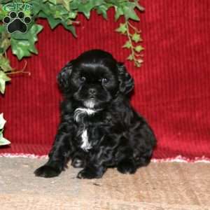 Shih-Poo Puppies For Sale - Greenfield Puppies