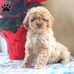 Cockapoo Puppies for Sale - Greenfield Puppies