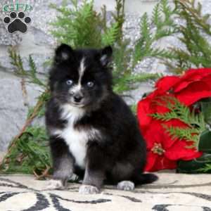 Pomsky Puppies For Sale - Greenfield Puppies