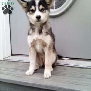 Matthew Schlabach - Greenfield Puppies