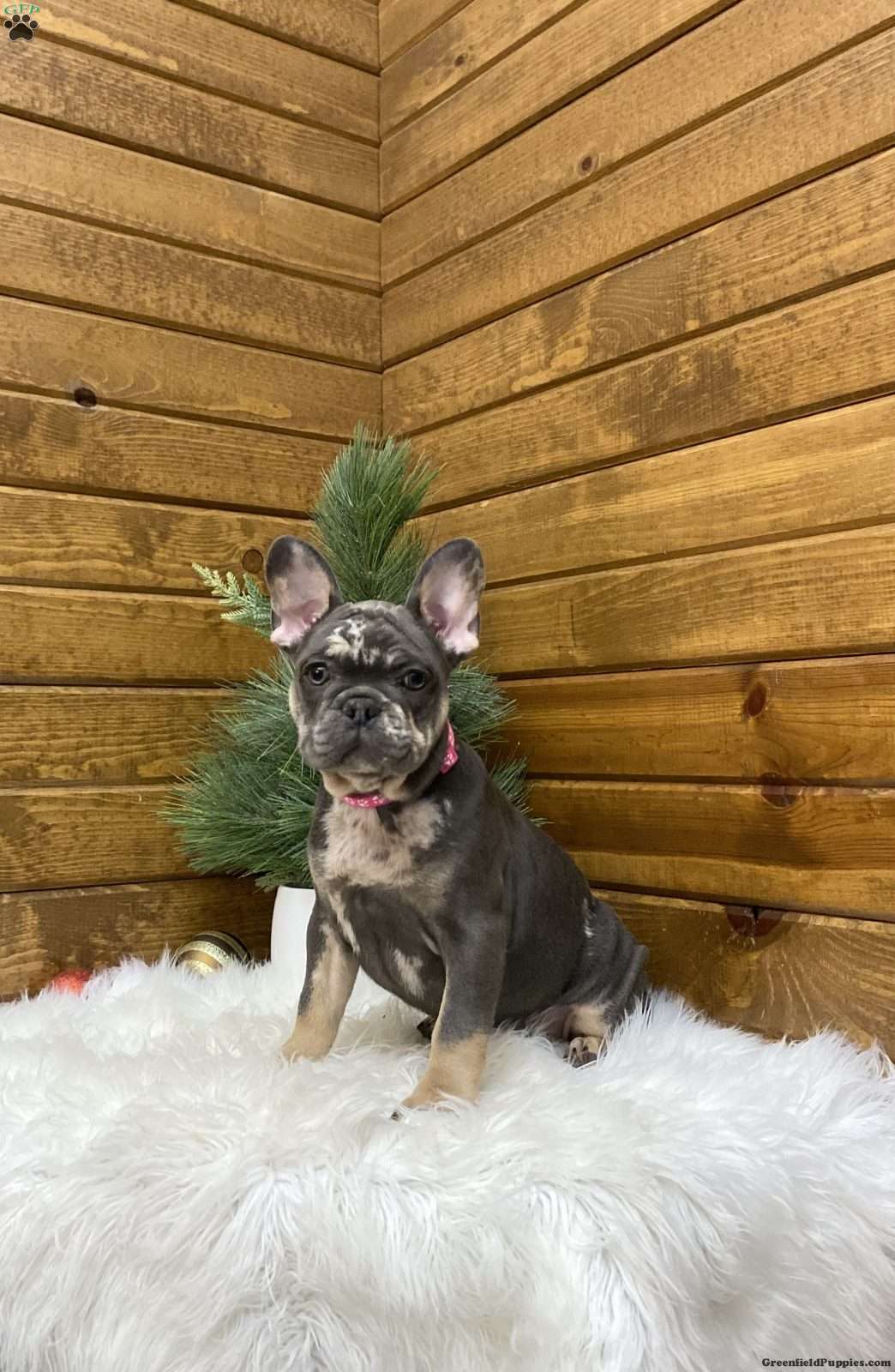 Amber - French Bulldog Puppy For Sale in Ohio
