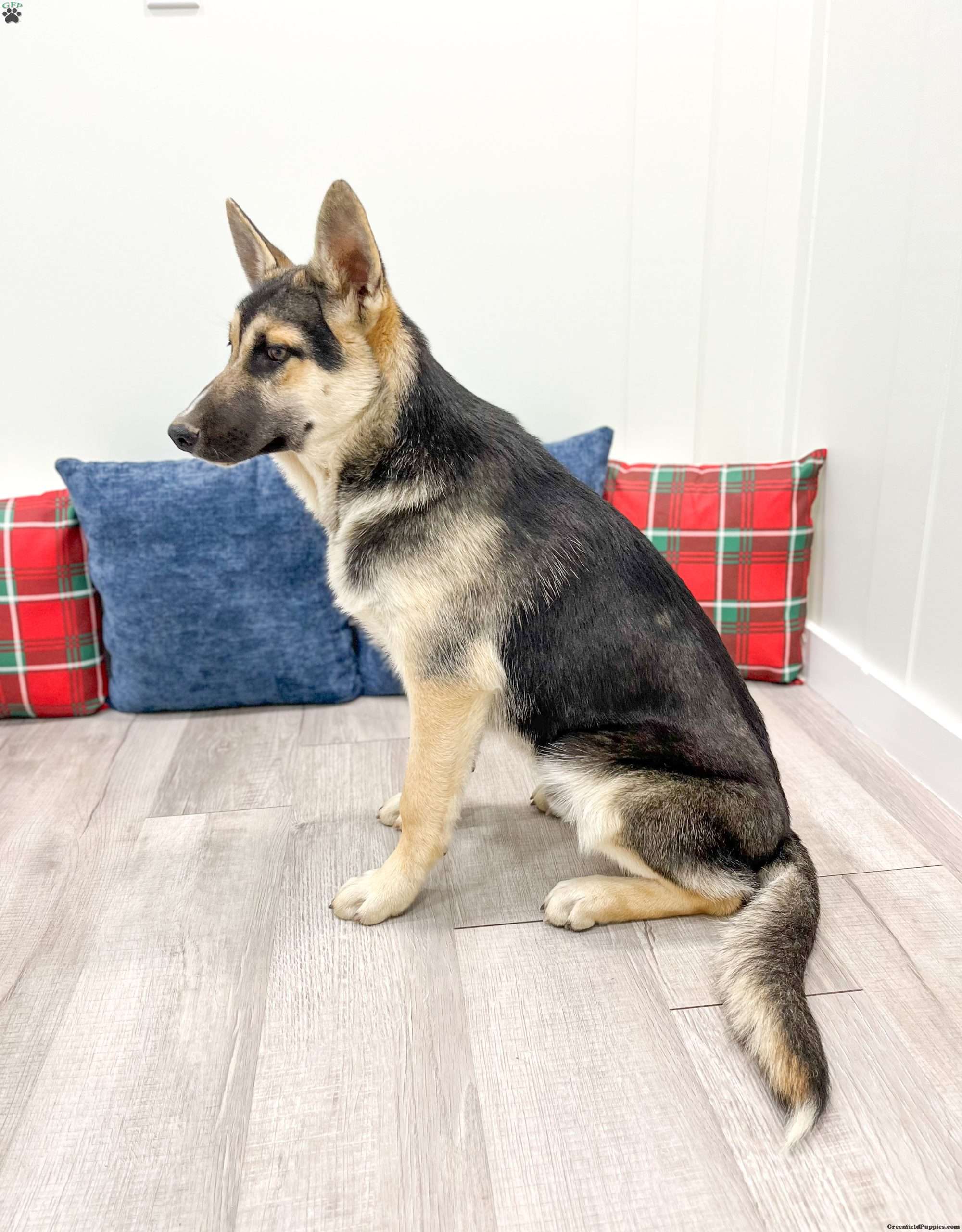 Sam - German Shepherd Mix Puppy For Sale in Ohio