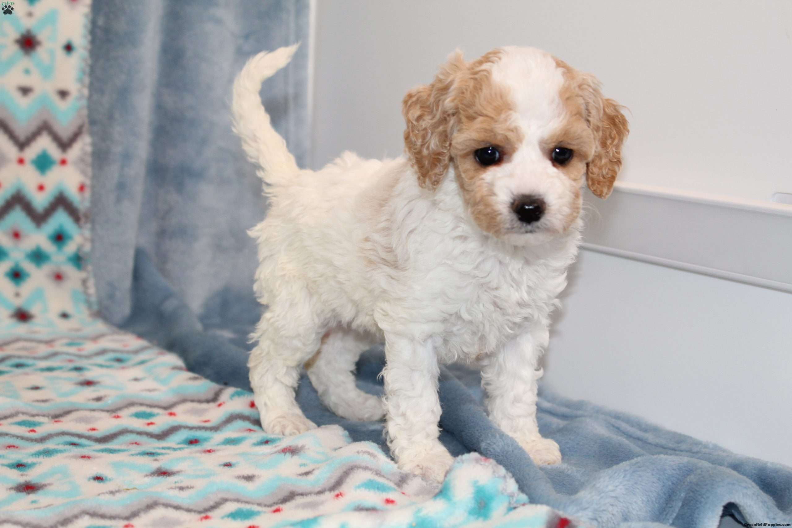Sprinkles - Mini Goldendoodle Puppy For Sale in Pennsylvania