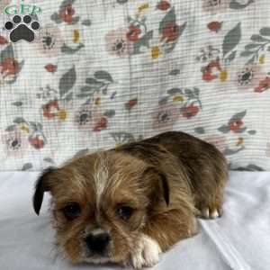 Judi Peachey - Greenfield Puppies