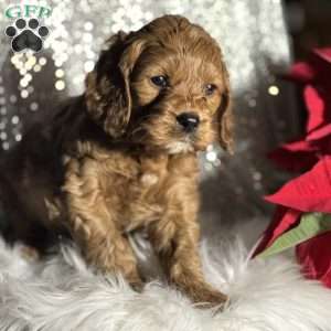 Cockapoo Puppies for Sale - Greenfield Puppies