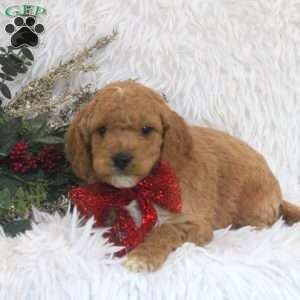 Rebecca Beiler - Greenfield Puppies