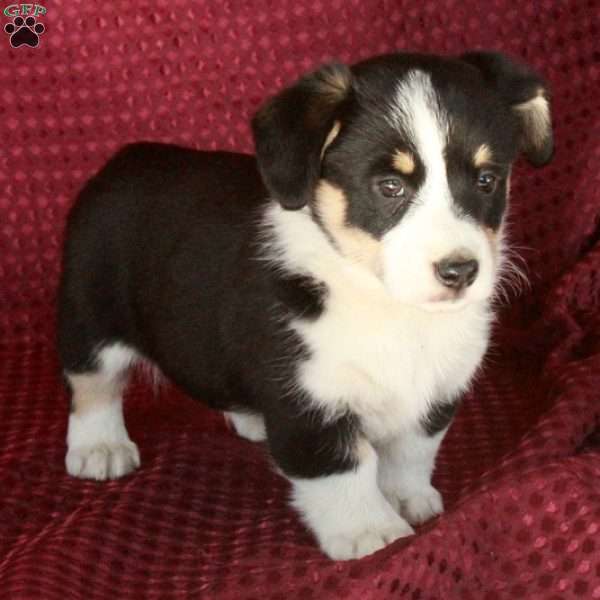 Jason - Welsh Corgi Mix Puppy For Sale in Pennsylvania