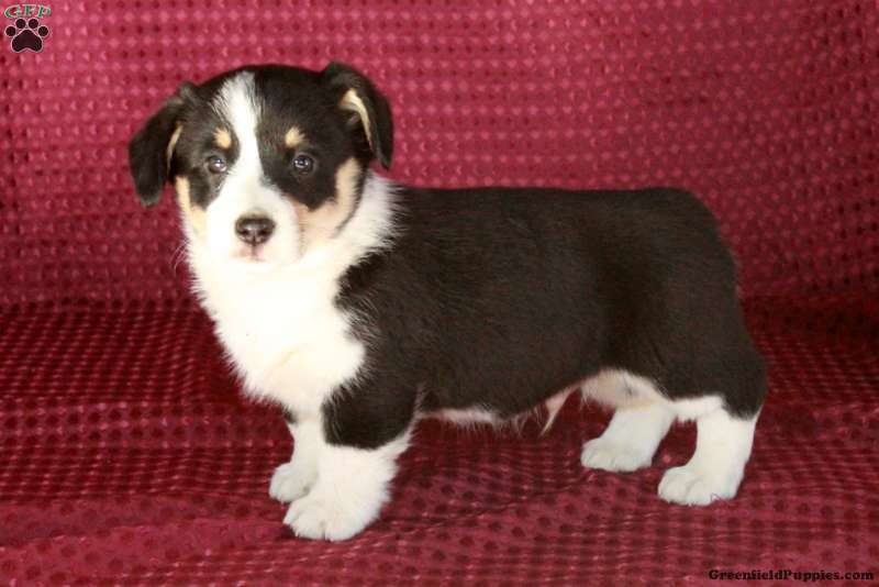 Jason - Welsh Corgi Mix Puppy For Sale in Pennsylvania