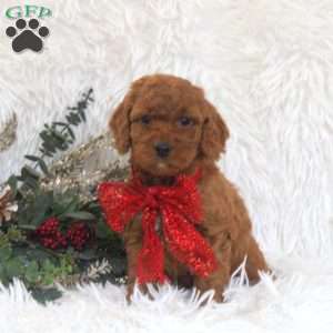 Rebecca Beiler - Greenfield Puppies