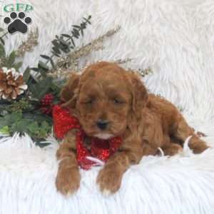 Rebecca Beiler - Greenfield Puppies