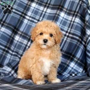 Bich-poo Puppies For Sale - Greenfield Puppies