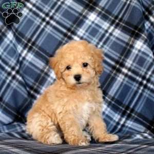 Bich-poo Puppies For Sale - Greenfield Puppies