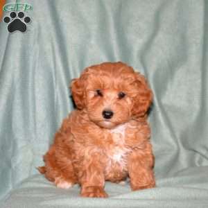 Cockapoo Puppies for Sale - Greenfield Puppies