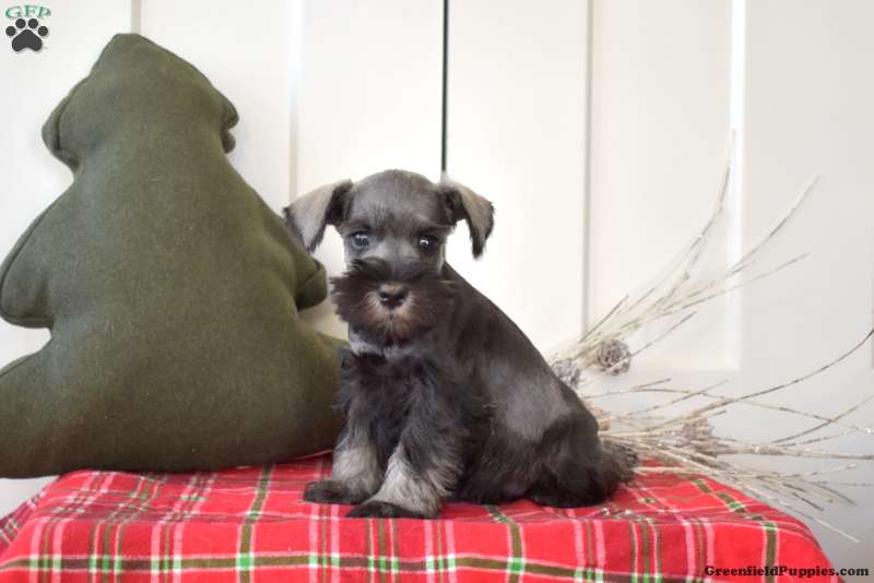 Max - Miniature Schnauzer Puppy For Sale in Pennsylvania