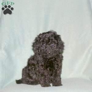 Cockapoo Puppies for Sale - Greenfield Puppies