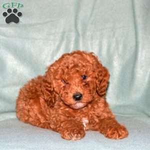 Cavapoo Puppies For Sale - Greenfield Puppies